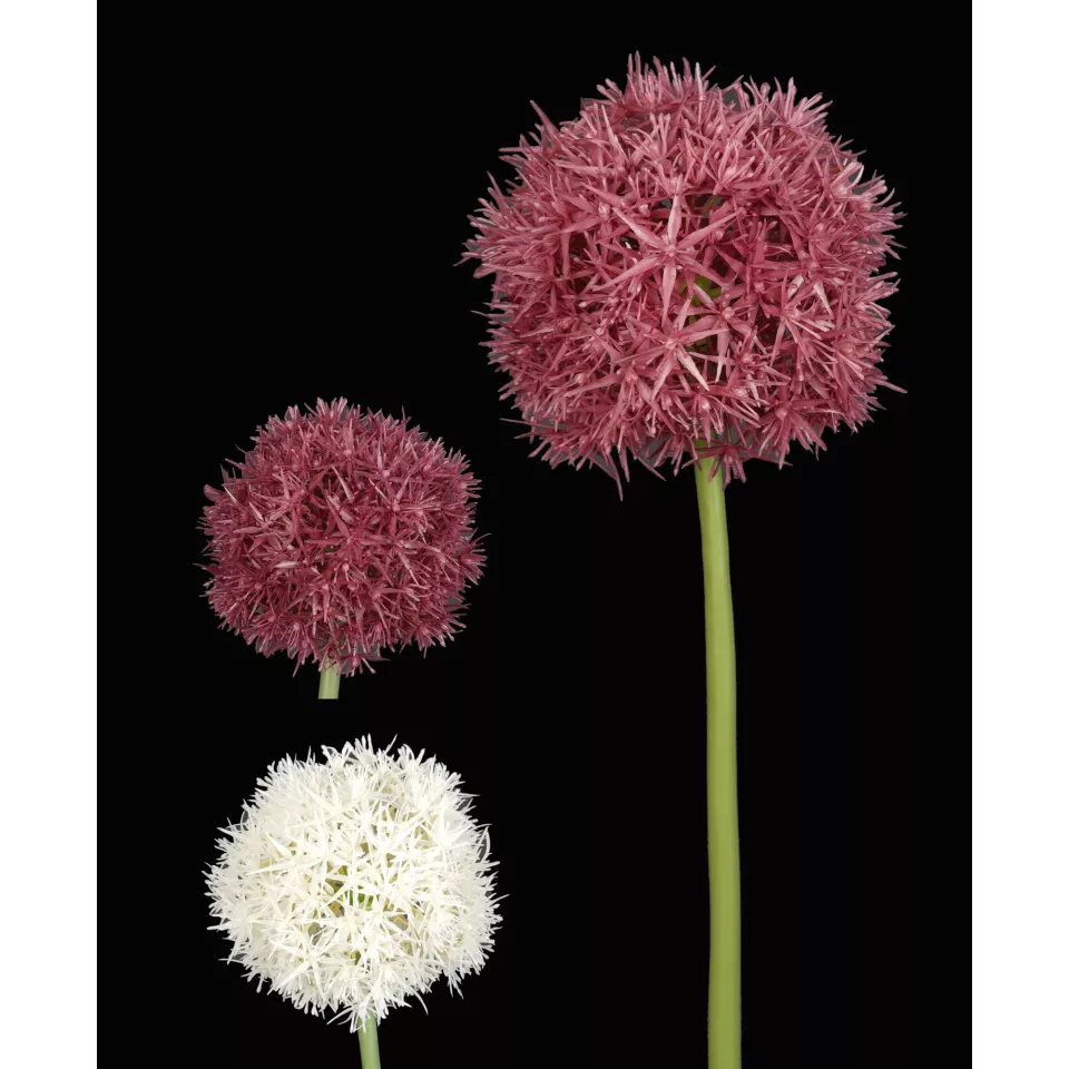 Allium artificiel 67 cm - fleurs factices de nos espaces verts ...