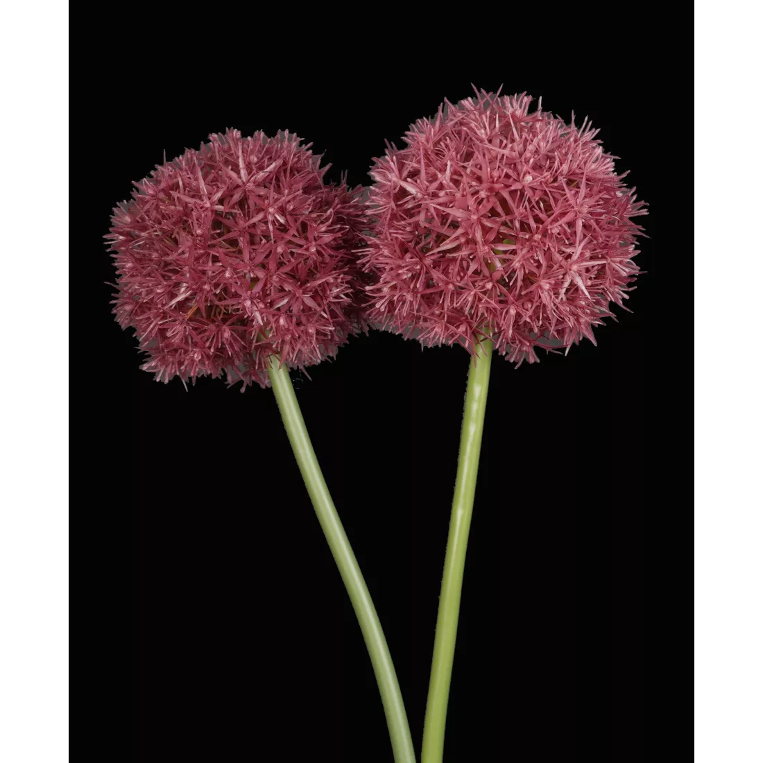 ALLIUM artificiel 67 cm - Fleurs factices de nos espaces verts ...