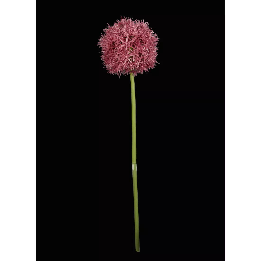 ALLIUM artificiel 67 cm - Fleurs factices de nos espaces verts ...
