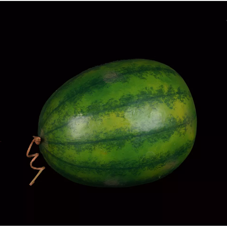 Pasteque artificielle 26 cm - fruits et légumes artificiels | Reflets ...