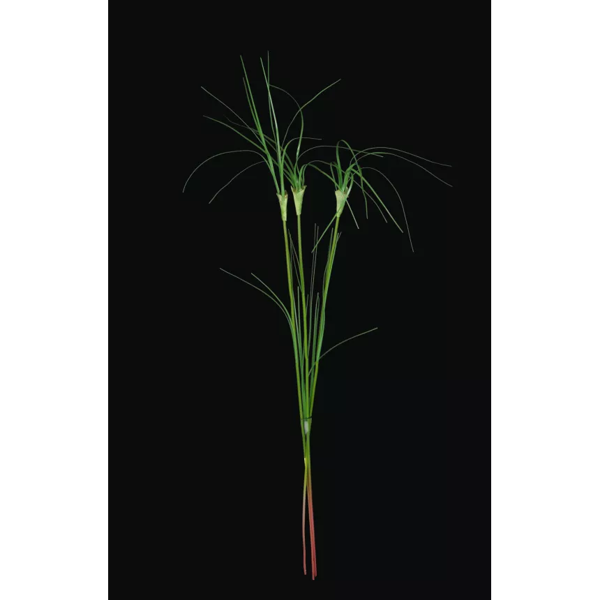 Tige de PAPYRUS artificielle 75 cm (par 3) - Feuillages artificiels ...