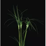 Tige de PAPYRUS artificielle 75 cm (par 3) - Feuillages artificiels ...