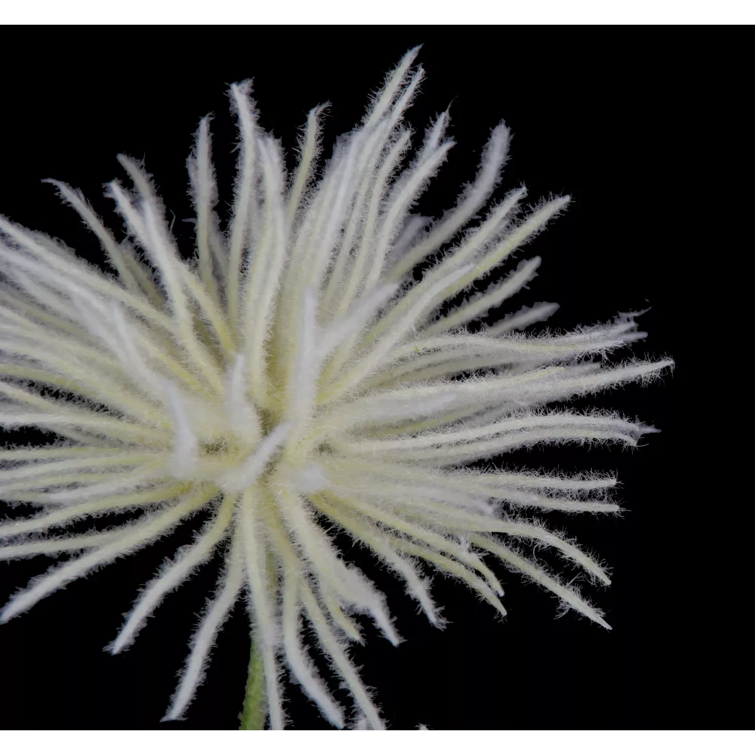 Akène d' ANEMONE artificielle 65 cm - Fleurs factices de nos espaces ...